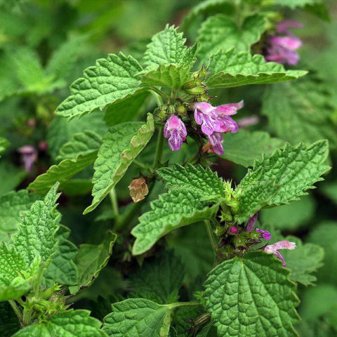 Ballote | Ballota nigra | Phytothérapie | Lamiacées