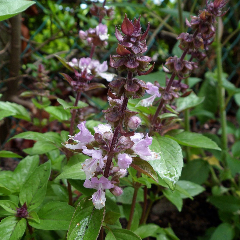 Huile essentielle de basilic tropical | Ocimum basilicum ...