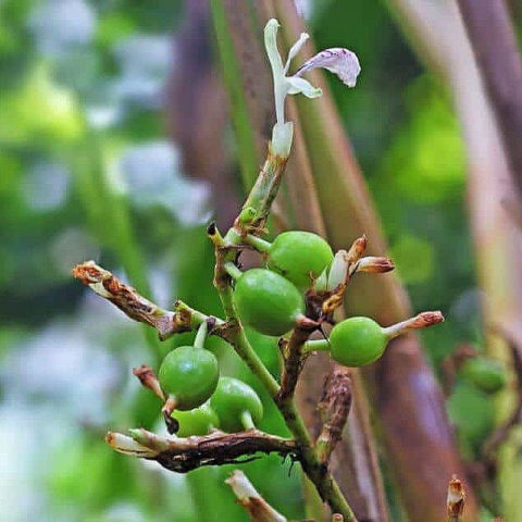 Huile essentielle de cardamone | Elettaria cardamomum | Aromathérapie ...