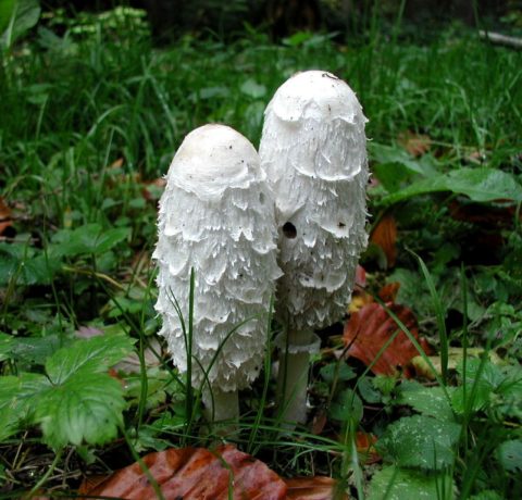 Coprin chevelu | Coprinus comatus | Mycothérapie | Agaricacées