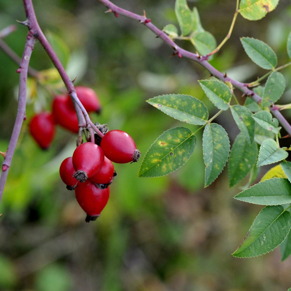 Bourgeon d'églantier | Rosa canina | Gemmothérapie | Rosacées