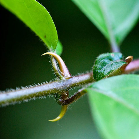 Griffe de chat | Uncaria tomentosa | Phytothérapie | Rubiacées
