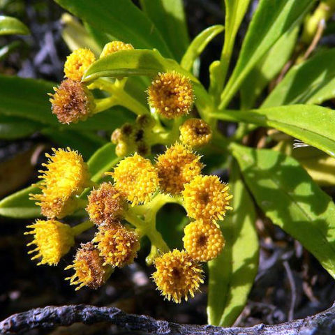 Huile essentielle de iary | Psiadia altissima | Aromathérapie | Astéracées