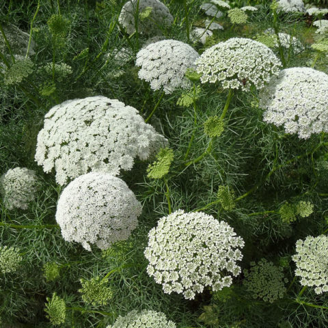 Huile essentielle de khella | Ammi visnaga | Aromathérapie | Astéracées