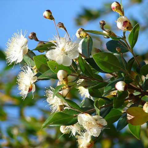 Huile essentielle de myrte rouge | Myrtus communis CT acétate de ...