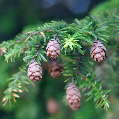 Huile essentielle de pruche | Tsuga canadensis | Aromathérapie | Abiétacées