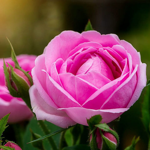 Huile essentielle de rose de Damas | Rosa damascena | Aromathérapie ...