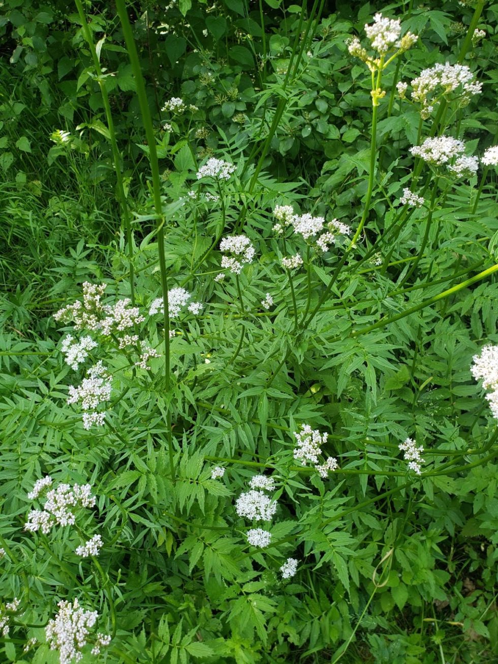 Valériane - La marchande de sommeil | Naturopathe Nantes