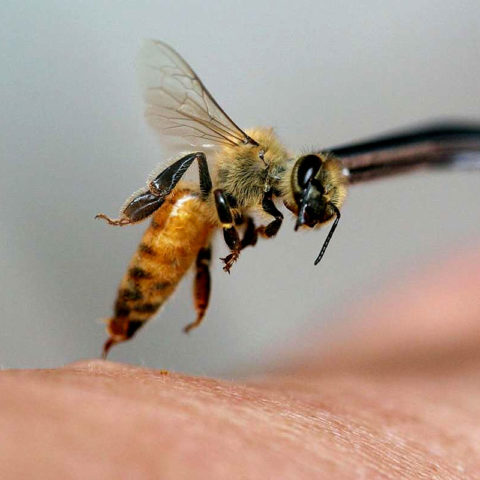 Venin abeille | Apis venenum purum | Apithérapie