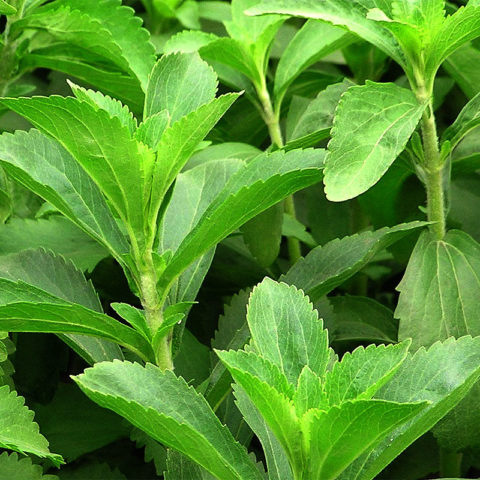 Stévia | Stevia rebaudiana bertoni | Phytothérapie | Astéracées