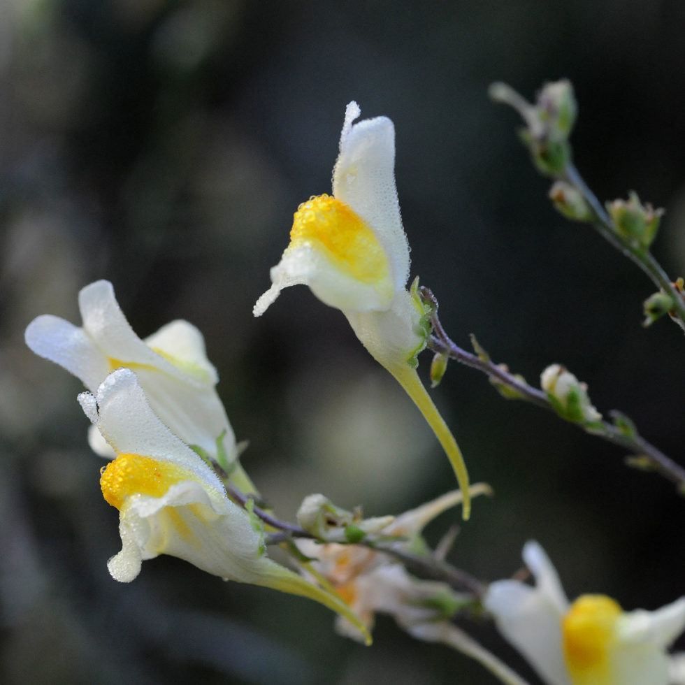 Linaire commune | Linaria vulgaris | Phytothérapie | Scrophulariacées