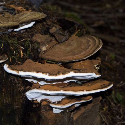 Polypore aplani | Ganoderma applanatum | Mycothérapie | Ganodermatacées