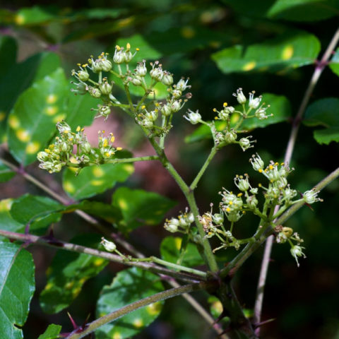 Frêne épineux | Zanthoxylum clava-herculis | Phytothérapie | Rutacées