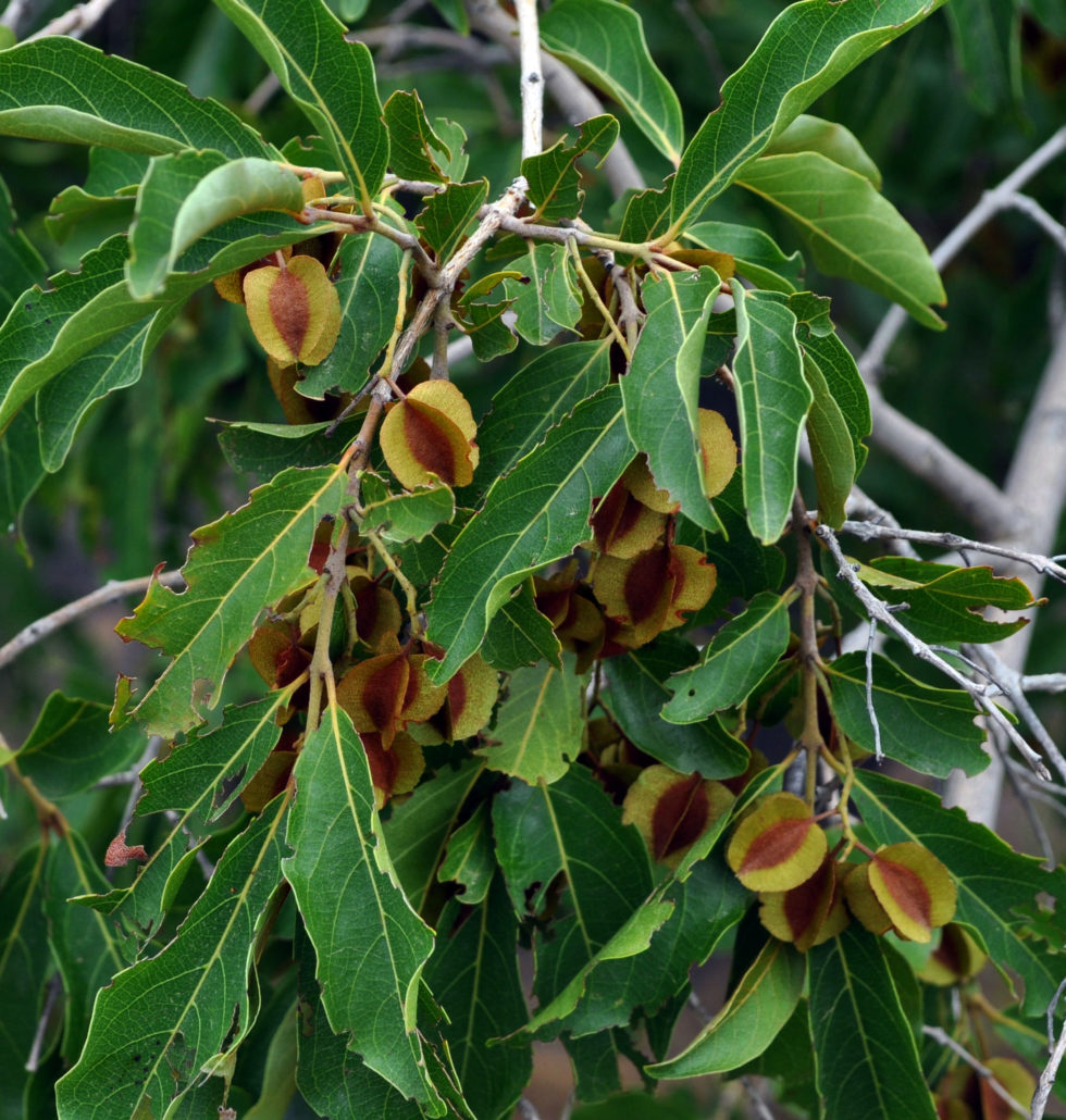 Kinkéliba | Combretum micranthum | Phytothérapie | Combretacées